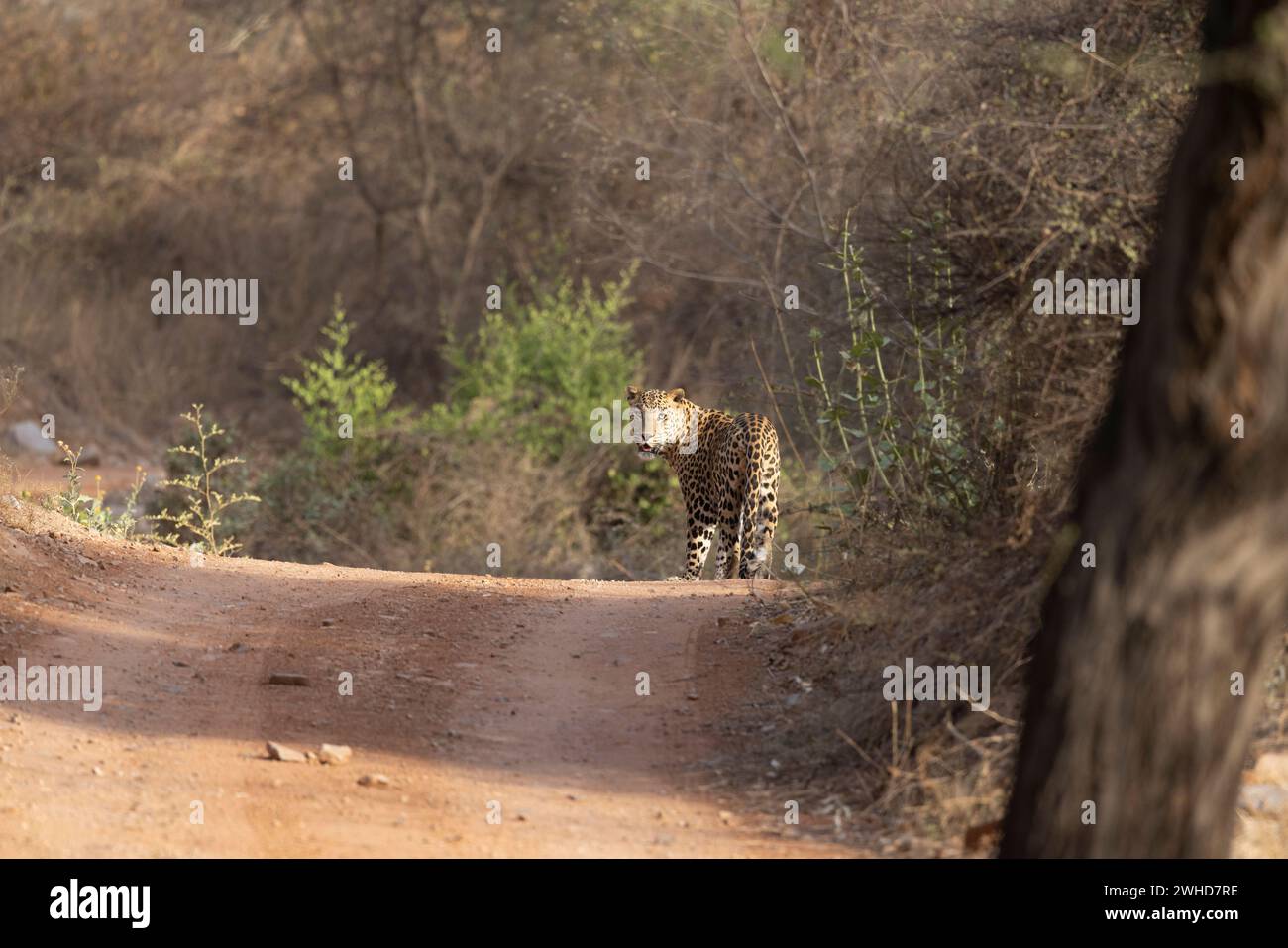 Indian Leopard, male, portrait, Panthera pardus fusca, Jhalana ...