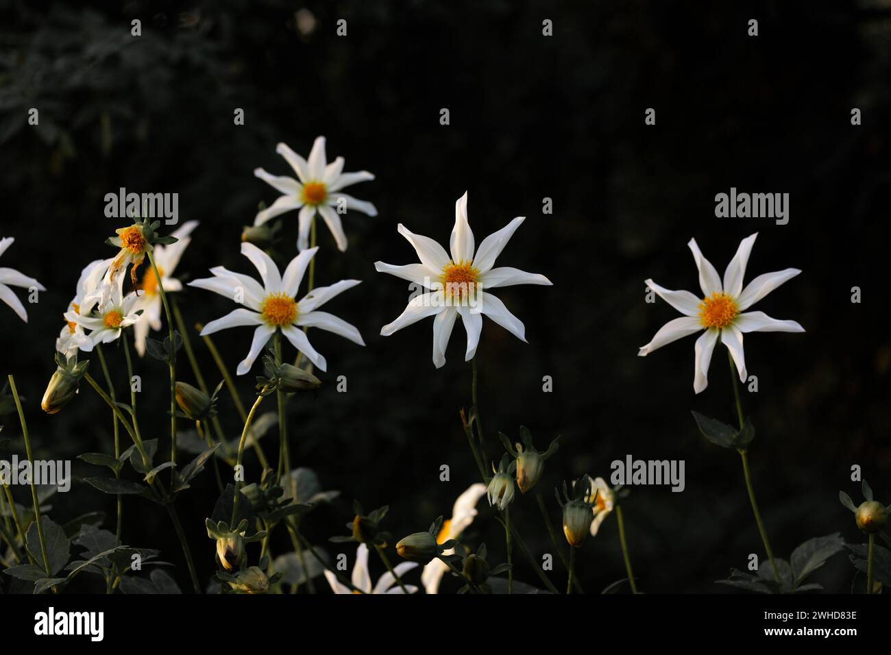 Dahlia Honka Star. White Snoflake Dahlia flowers on black background ...