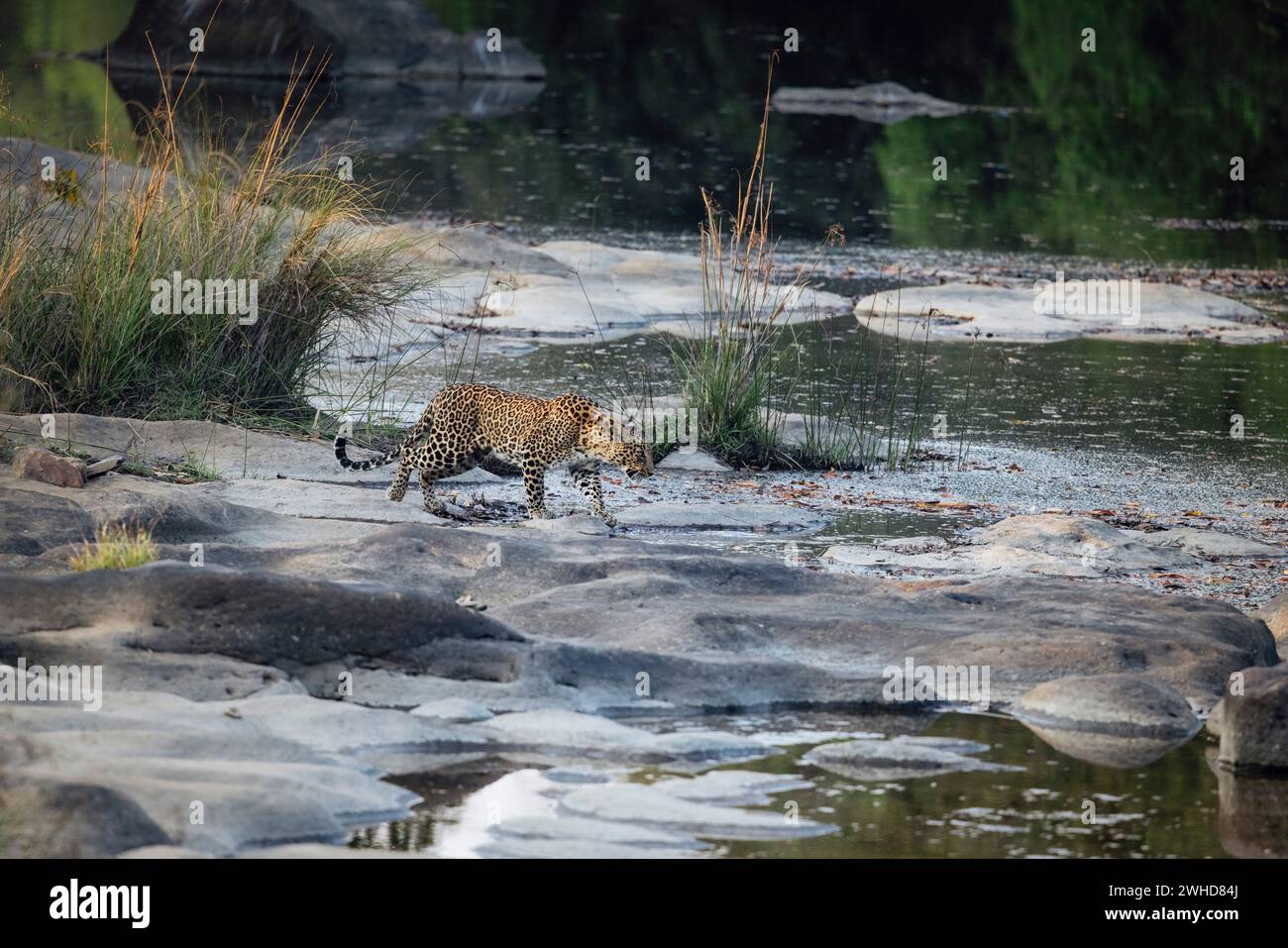 Indian Leopard, Panthera pardus fusca, female, Panna Tiger Reserve ...
