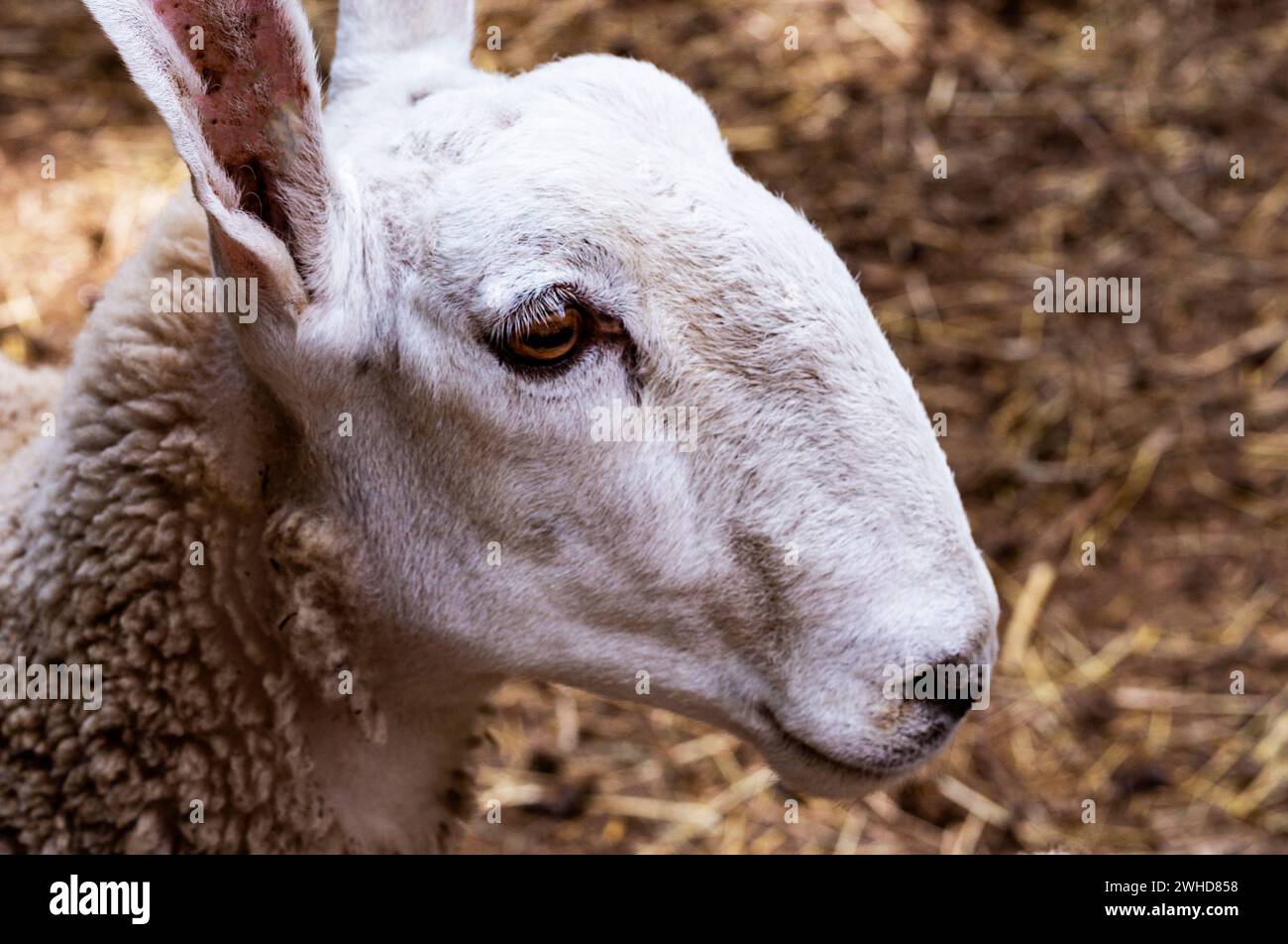 sheep. Sheep in nature on meadow. Farming outdoor Stock Photo - Alamy