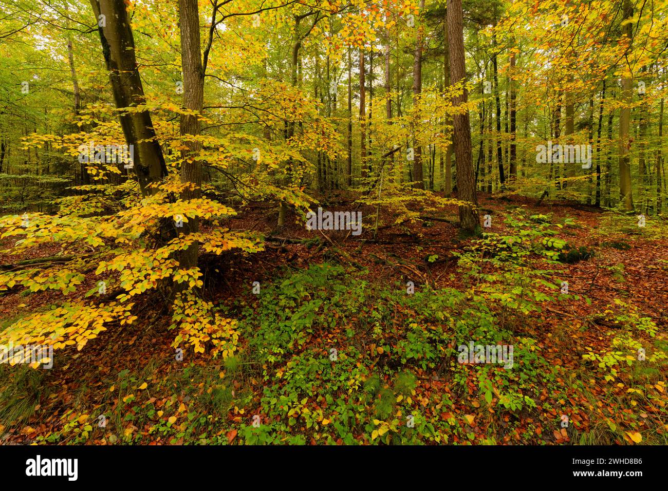 Feuchtbereich hi-res stock photography and images - Alamy