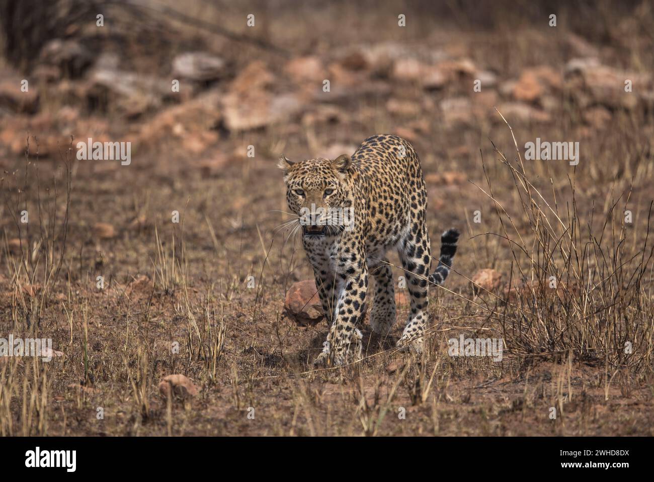 Indian Leopard, Panthera pardus fusca, female, Panna Tiger Reserve ...