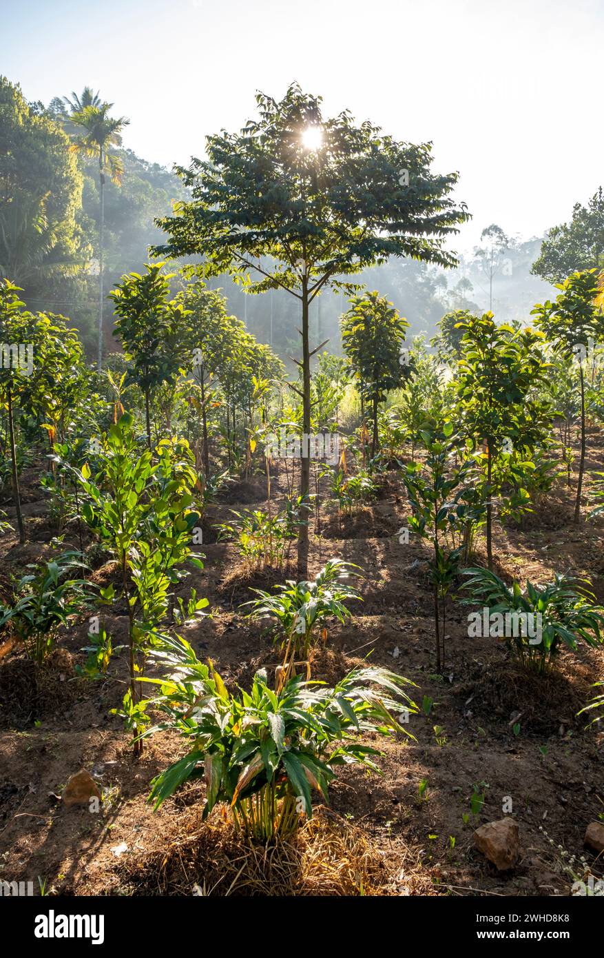 Silhouetted against the sun, trees emerge in a cardamom plantation near ...
