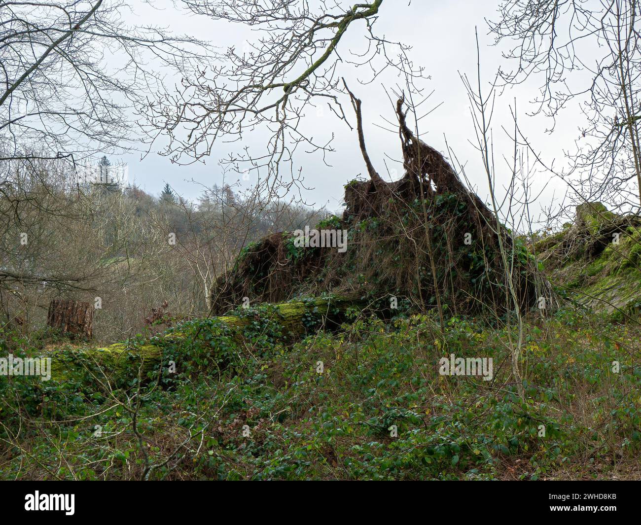 Uprooted large ivy clad tree rotting back to nature after being blown ...