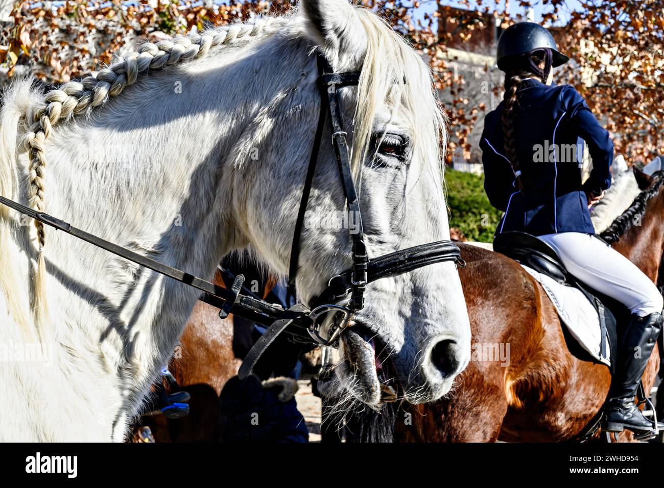 Horse parade at the festival of the three graves in Igualada, Barcelona ...
