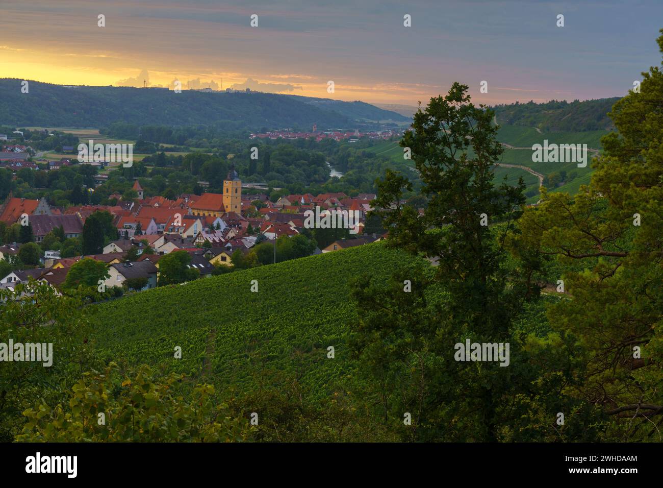 Evening mood over Sommerhausen am Main and its vineyards, district of ...