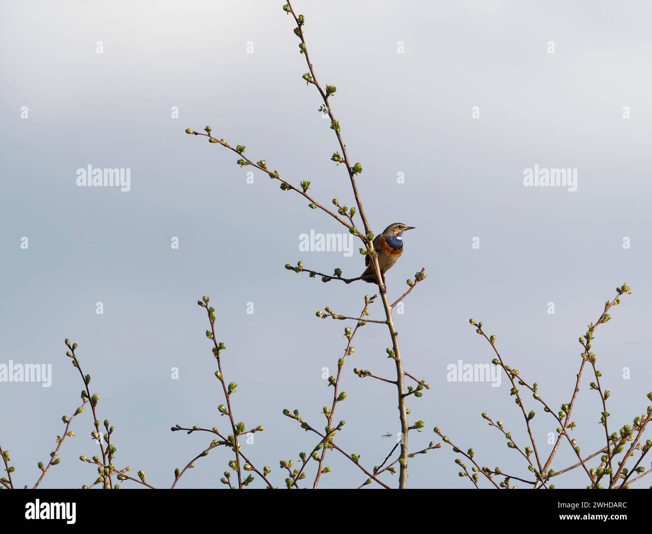 white-spotted bluethroat, Luscinia svecica cyanecula, bluethroat ...