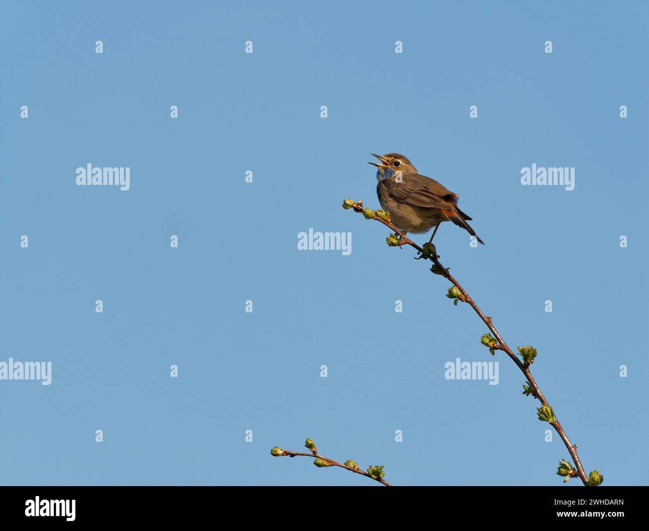 white-spotted bluethroat, Luscinia svecica cyanecula, bluethroat ...