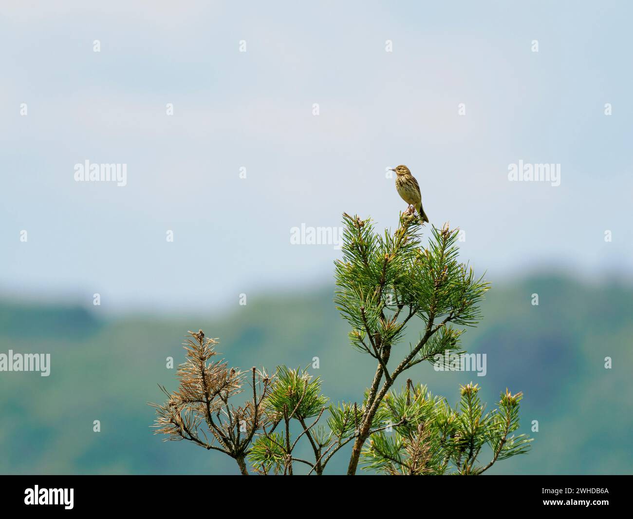 Tree pipit, Anthus trivialis Stock Photo - Alamy