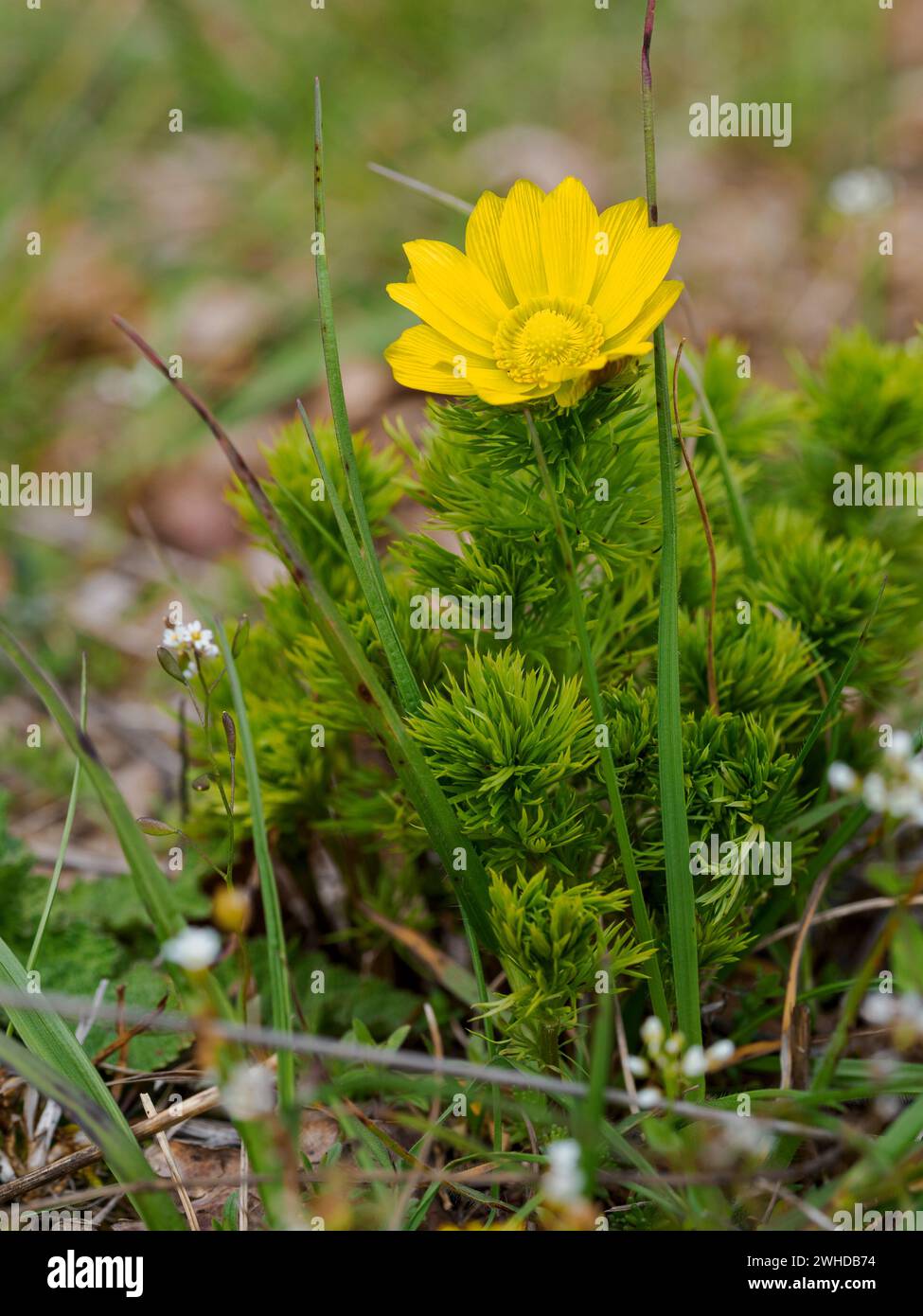 False hellebore blossom hi-res stock photography and images - Alamy