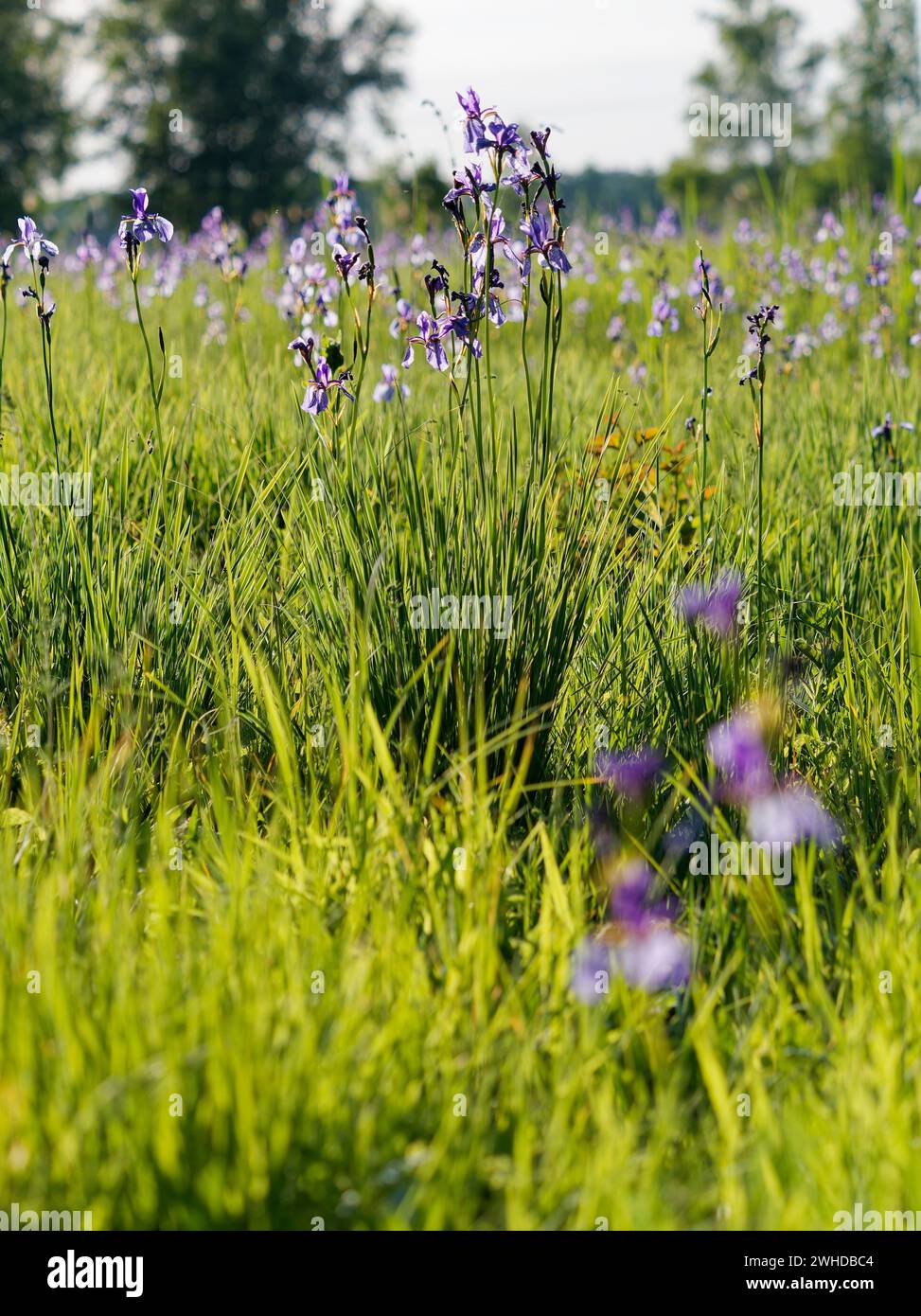 Siberian iris iris sibirica blooming hi-res stock photography and ...