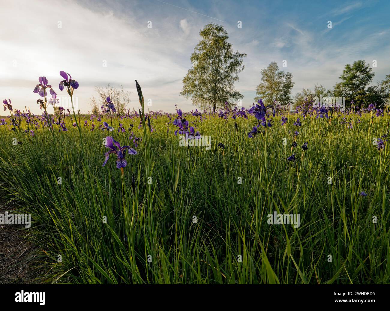 Siberian iris, Iris sibirica, meadow iris Stock Photo - Alamy
