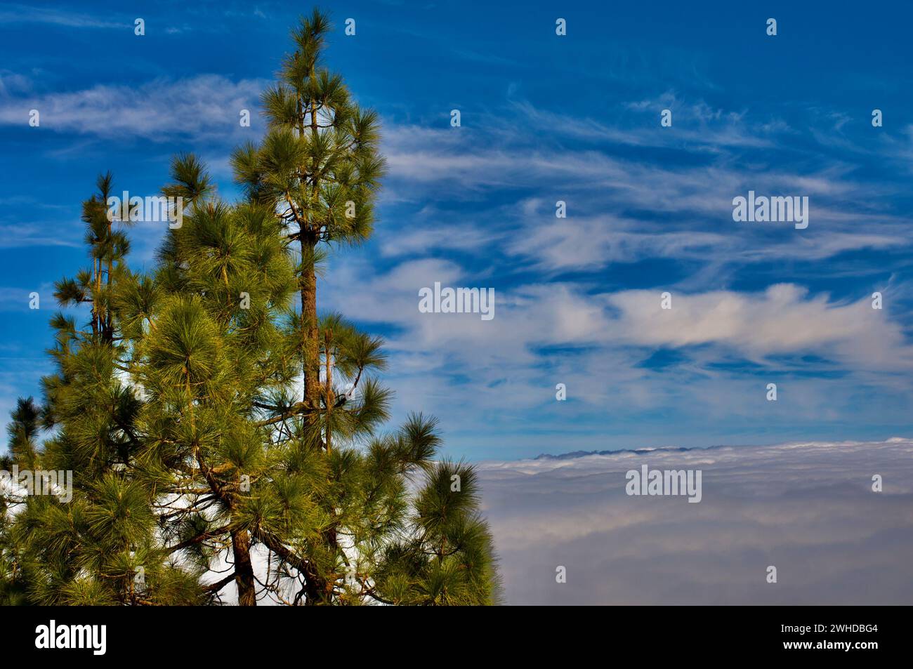Parque nacional el teide parque nacional hi-res stock photography and ...