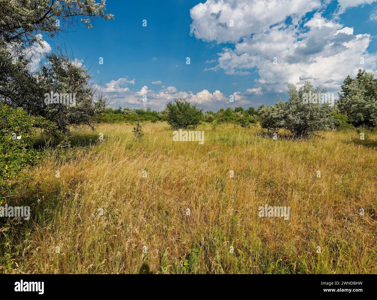 Landscape and nature at Geiseltalsee, a former open-cast mine near ...