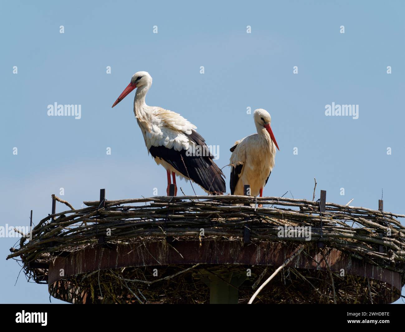Mating white storks in hi-res stock photography and images - Alamy