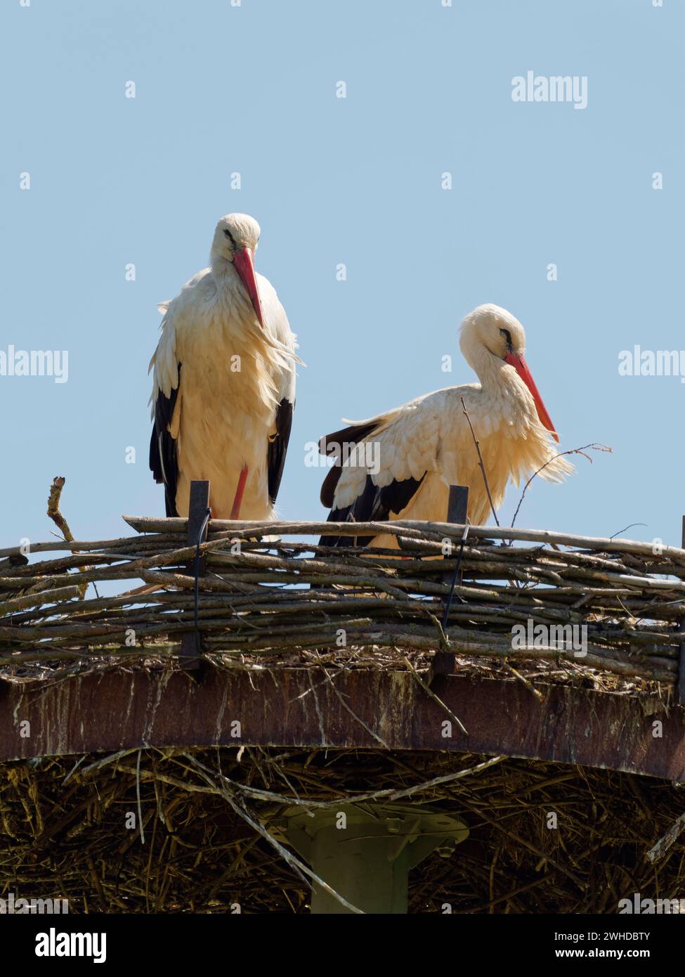 Mating white storks hi-res stock photography and images - Alamy