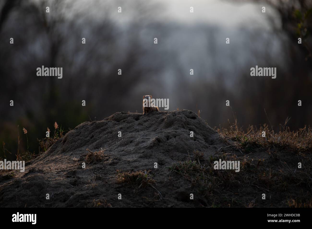 Small white creature sitting on a sand mound amidst trees Stock Photo ...