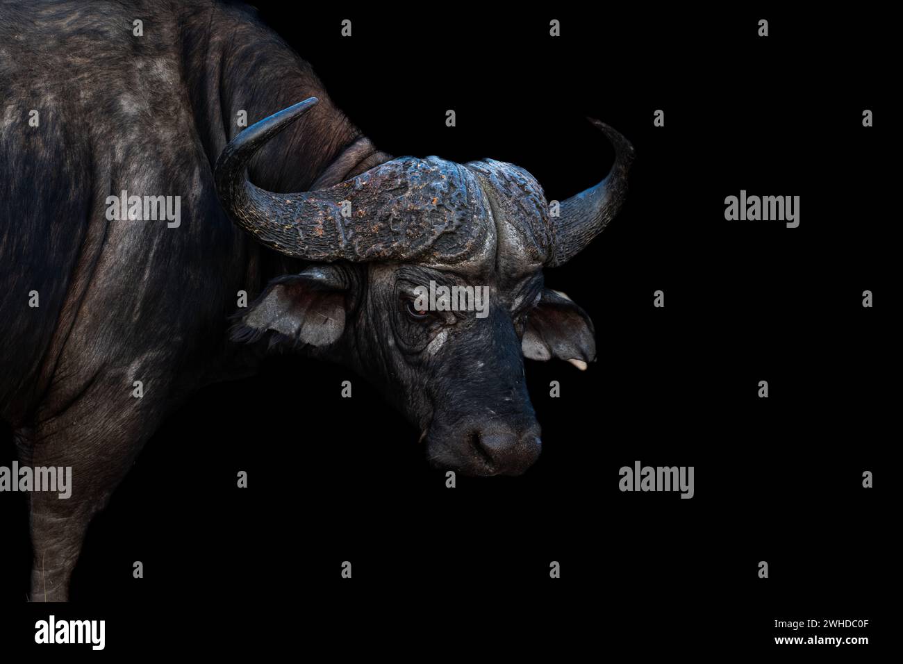 Backdrop wildlife hi-res stock photography and images - Alamy