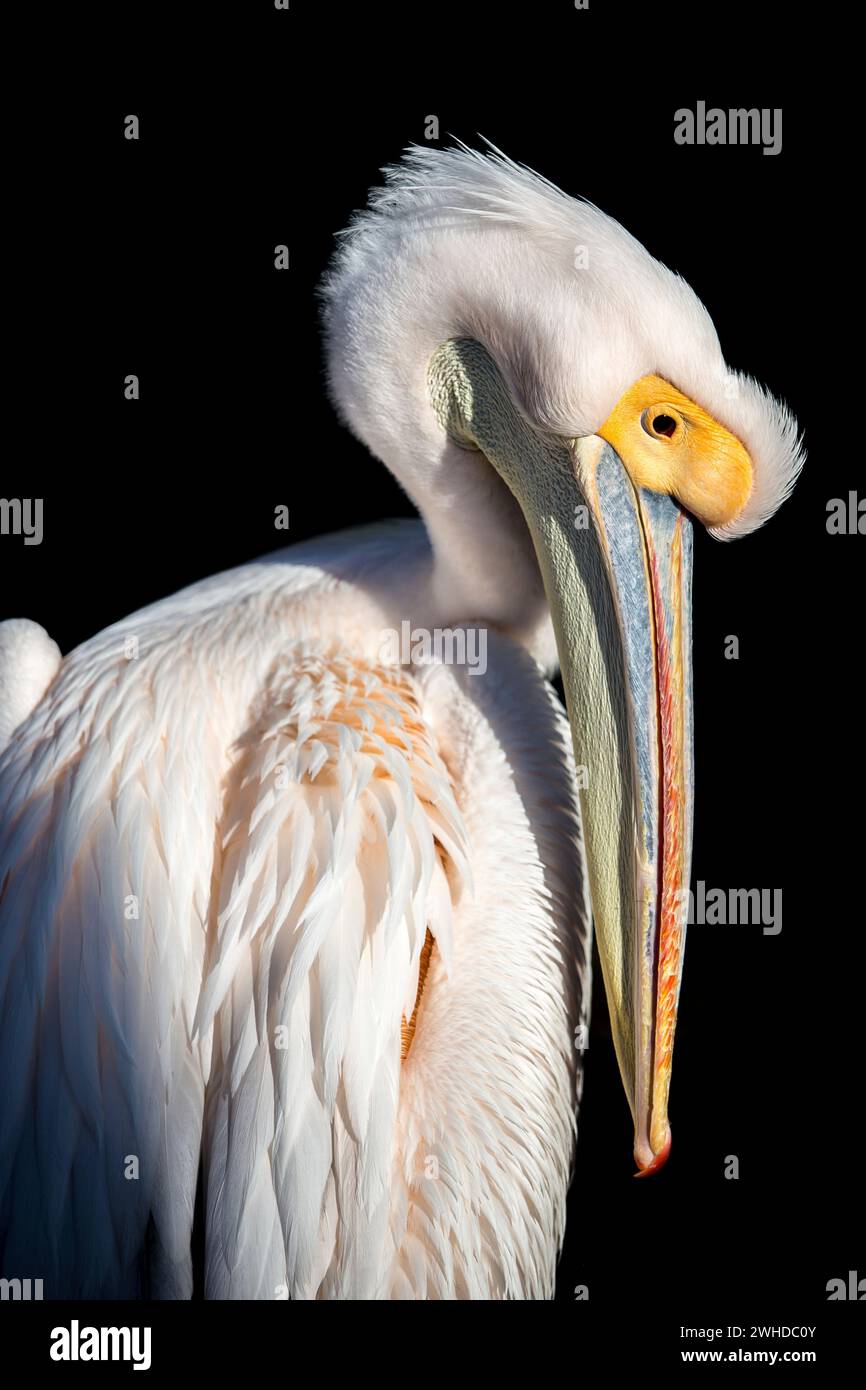 Pink pelican in front of a black background Stock Photo - Alamy