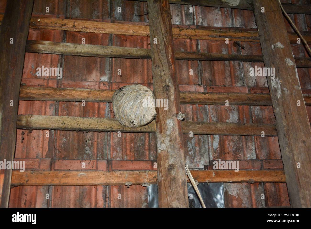 Empty Wasp nest under an old house roof by the roof tiles Stock Photo ...