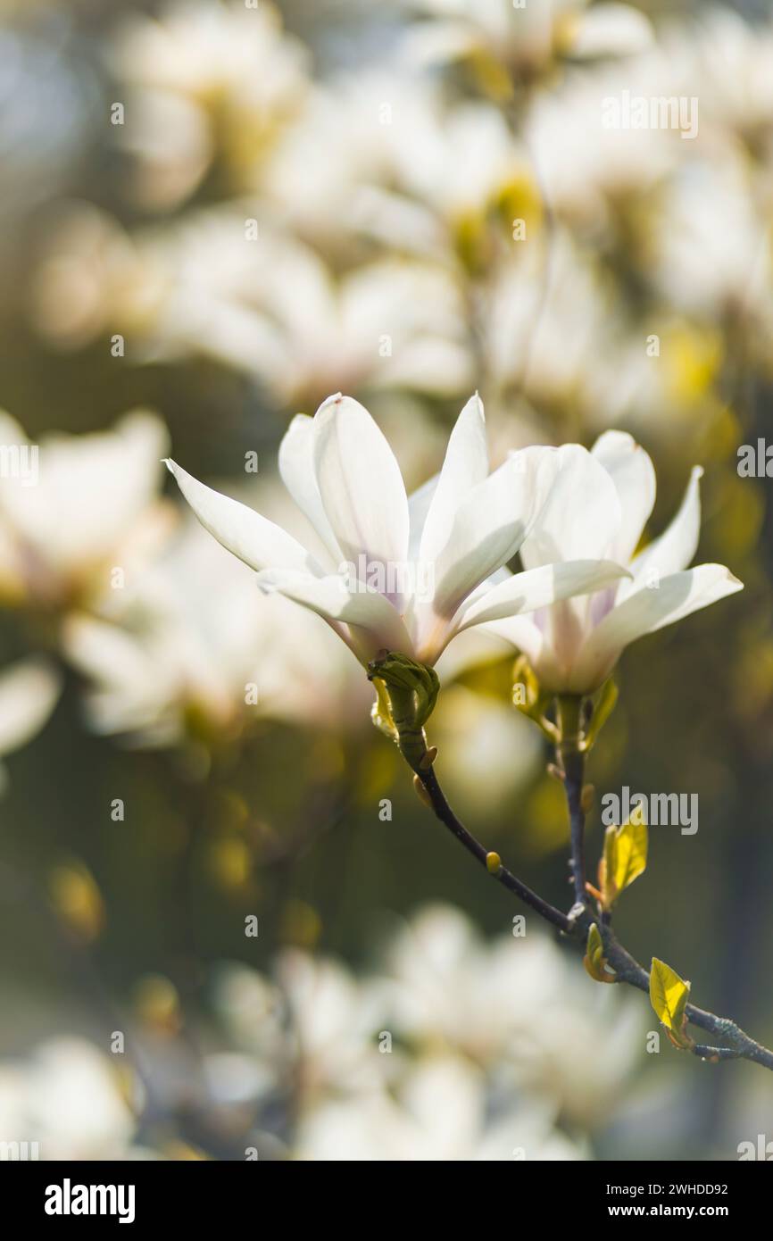 Magnolia grandiflora blossoms hi-res stock photography and images - Alamy