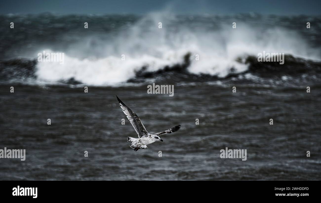 Breaking waves with spray crest Stock Photo - Alamy