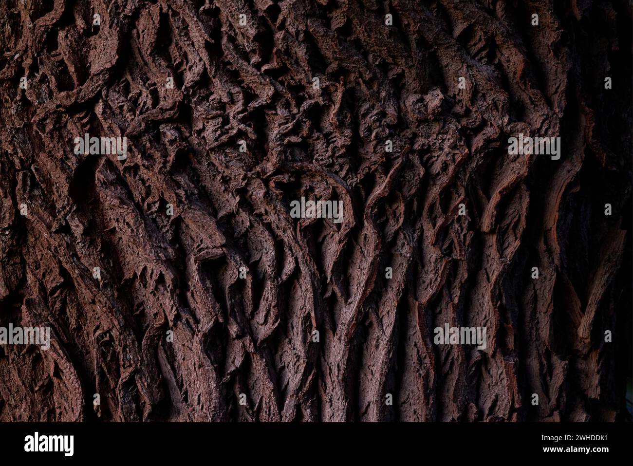 Tree bark detail hi-res stock photography and images - Alamy