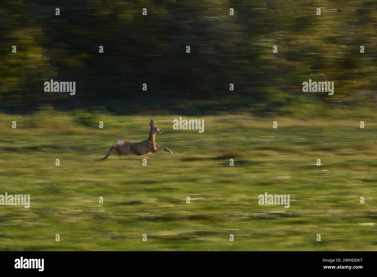 Deer movement hi-res stock photography and images - Alamy