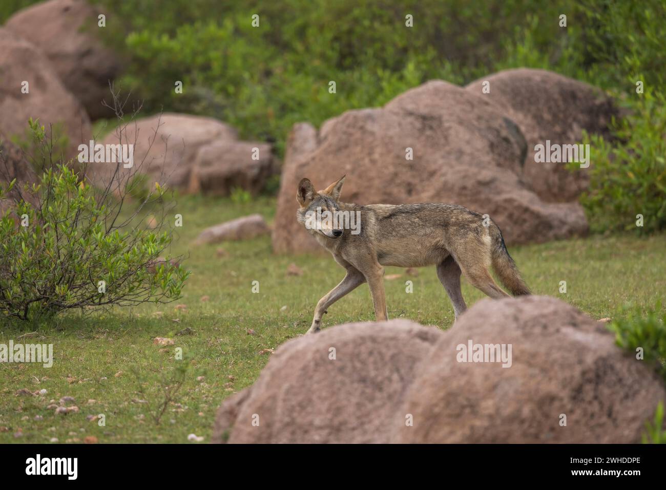 Indian wolf pack hi-res stock photography and images - Alamy