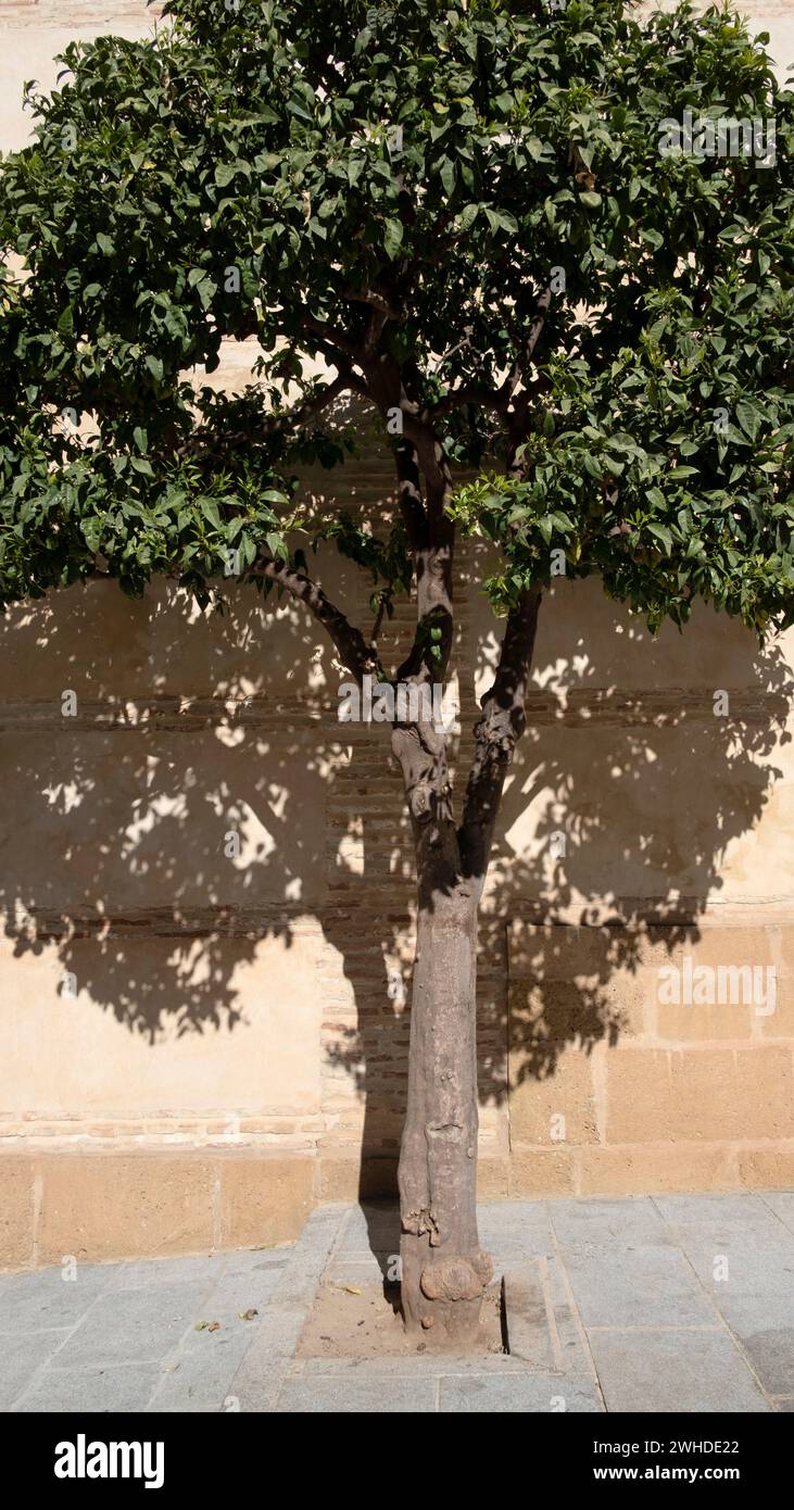 Spain andalucia tree hi-res stock photography and images - Alamy