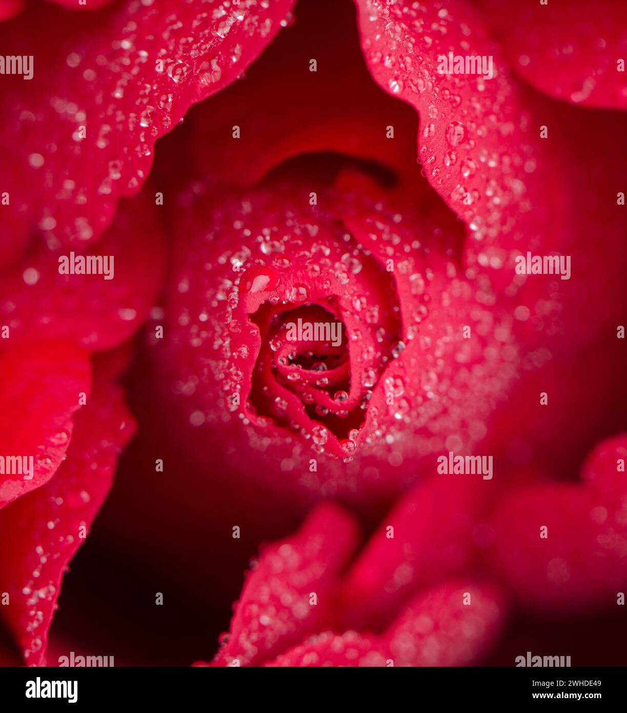 Red bright rose flower hi-res stock photography and images - Alamy