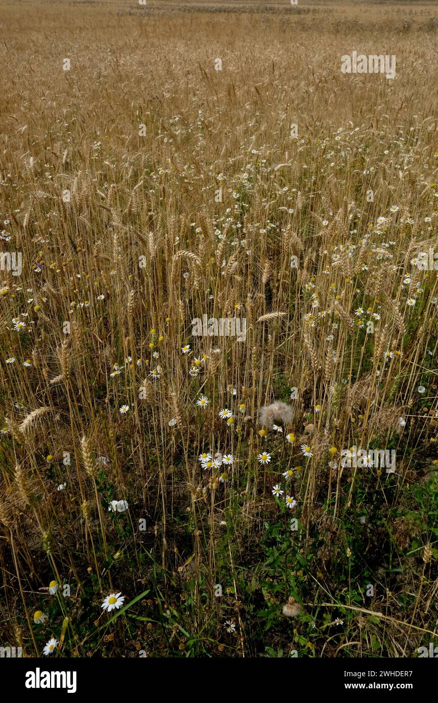 Austria, Deutsch-Wagram, grain field Stock Photo - Alamy
