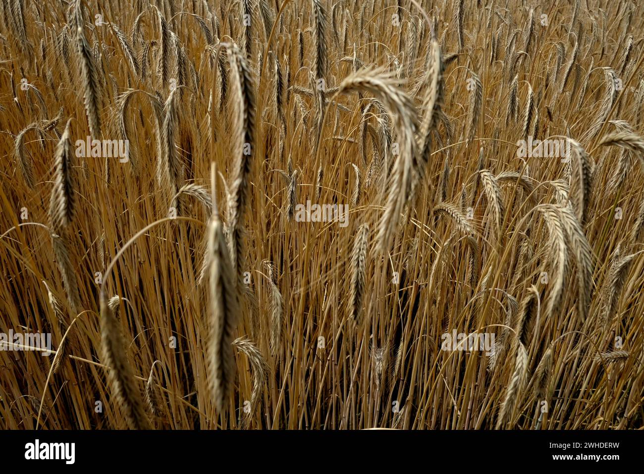 Austria, Deutsch-Wagram, grain field Stock Photo - Alamy