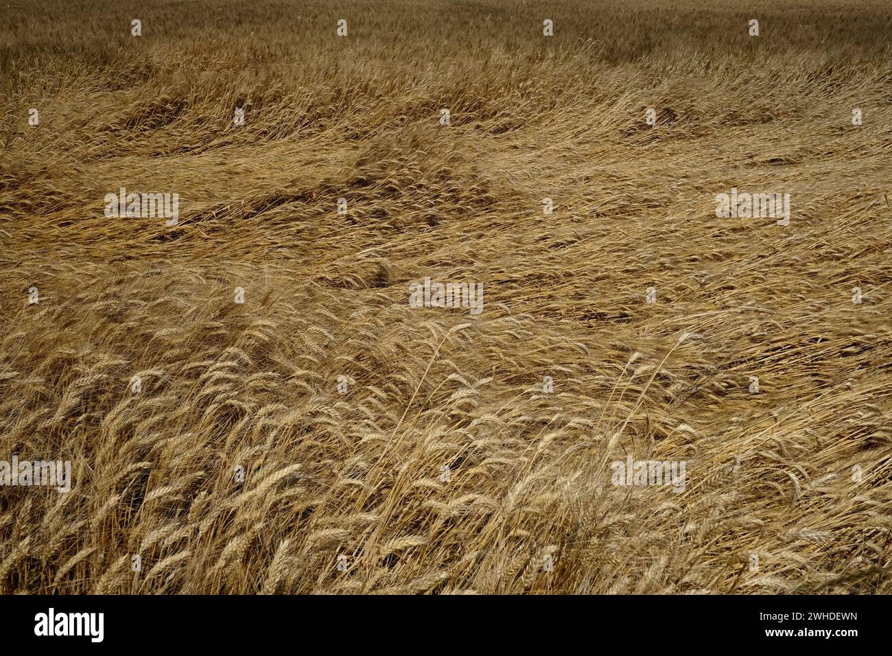 Austria, Deutsch-Wagram, grain field Stock Photo - Alamy