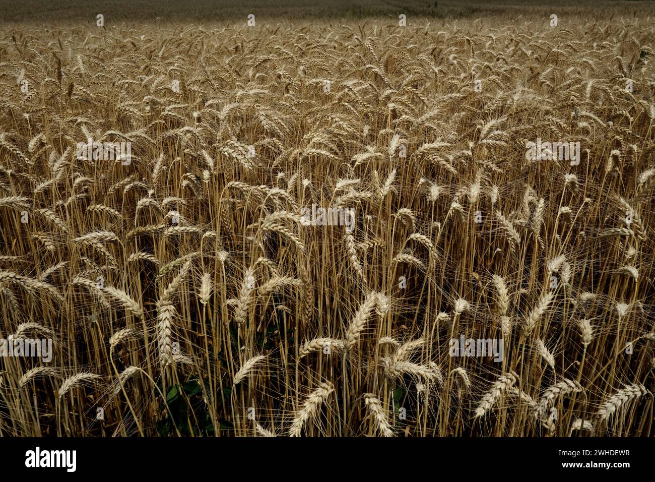 Austria, Deutsch-Wagram, grain field Stock Photo - Alamy