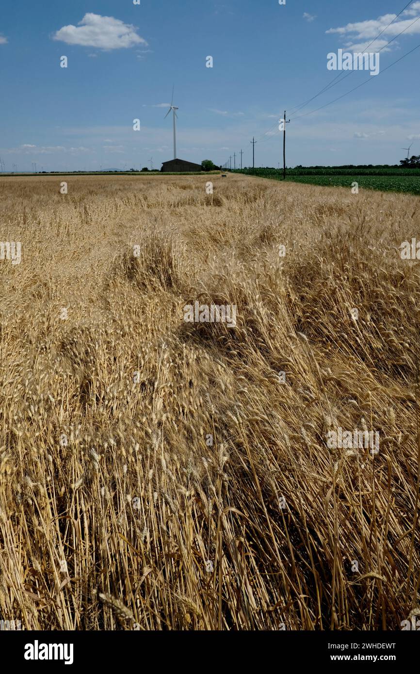 Austria, Deutsch-Wagram, grain field Stock Photo - Alamy