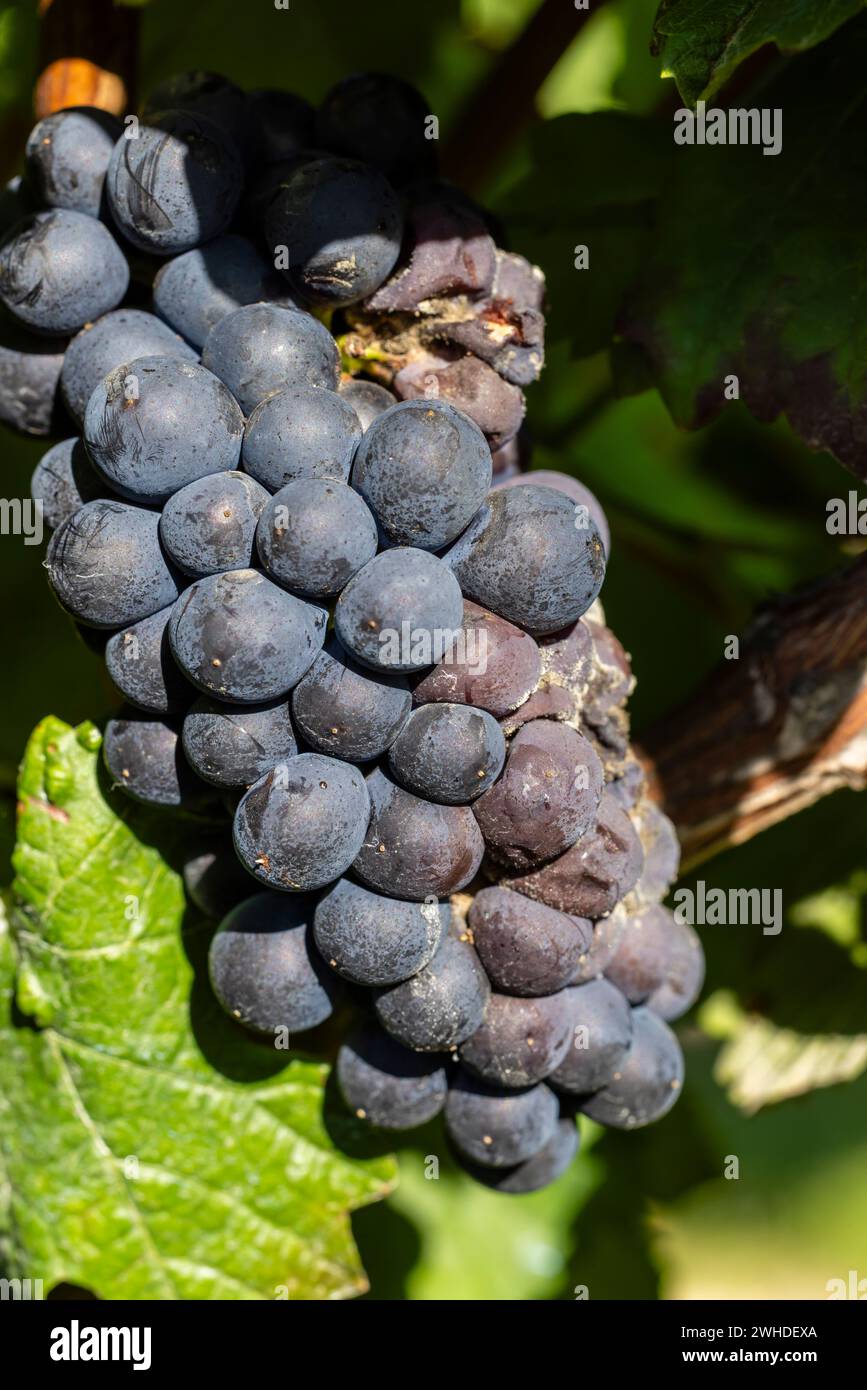 Blue grapes infested with gray mold Stock Photo - Alamy