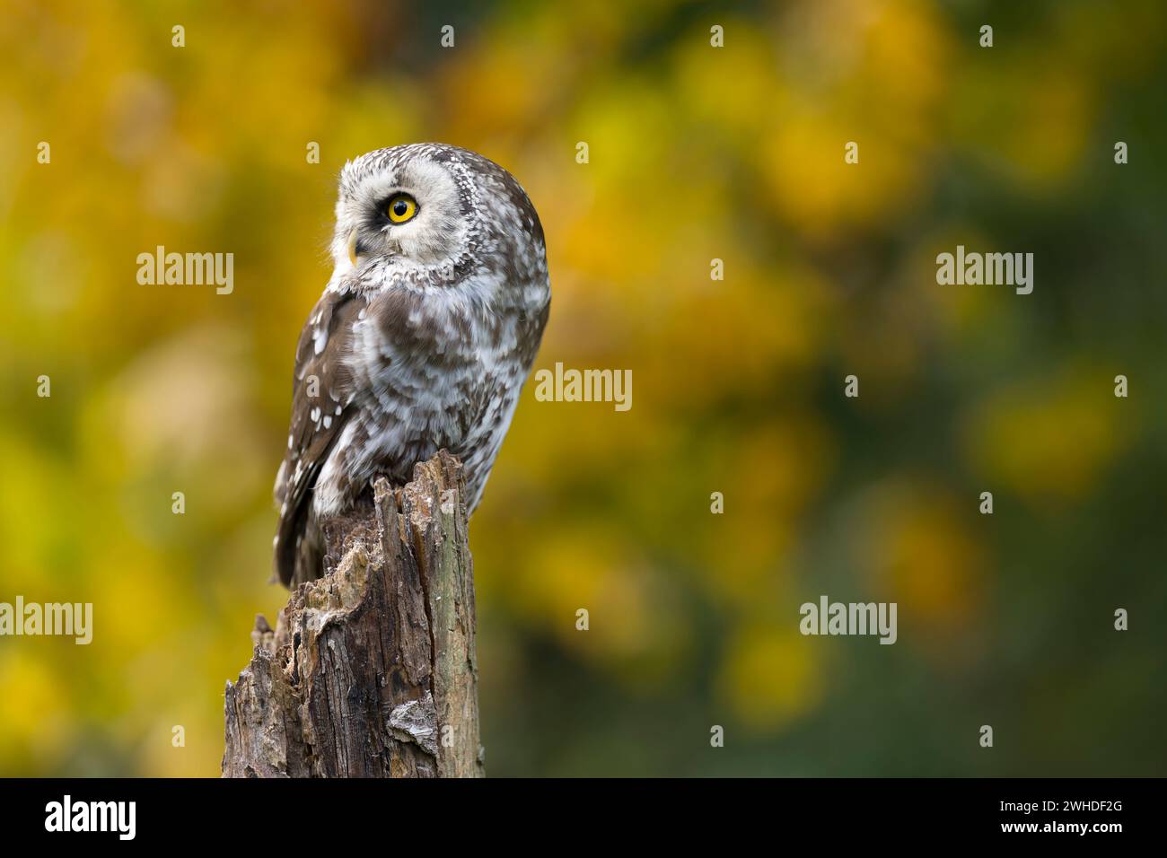 Great Horned Owl (Aegolius funereus) in front of colorful autumn leaves ...