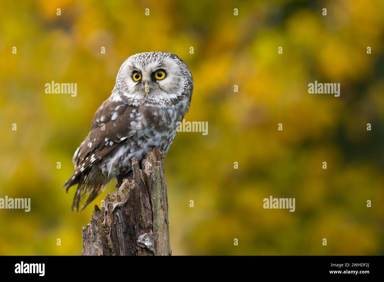 Great Horned Owl (Aegolius funereus) in front of yellow fall foliage ...