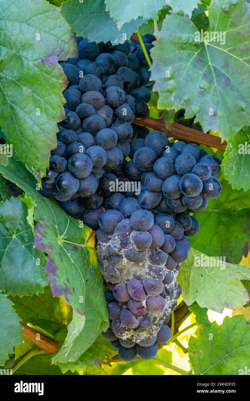 Blue grapes infested with gray mold Stock Photo - Alamy
