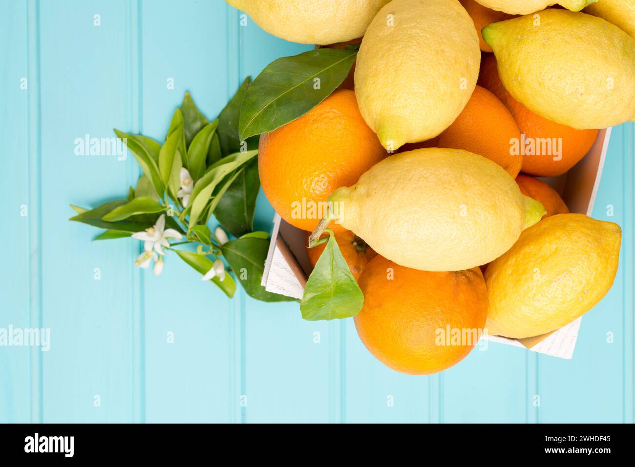 Citrus leaf yellow hi-res stock photography and images - Alamy