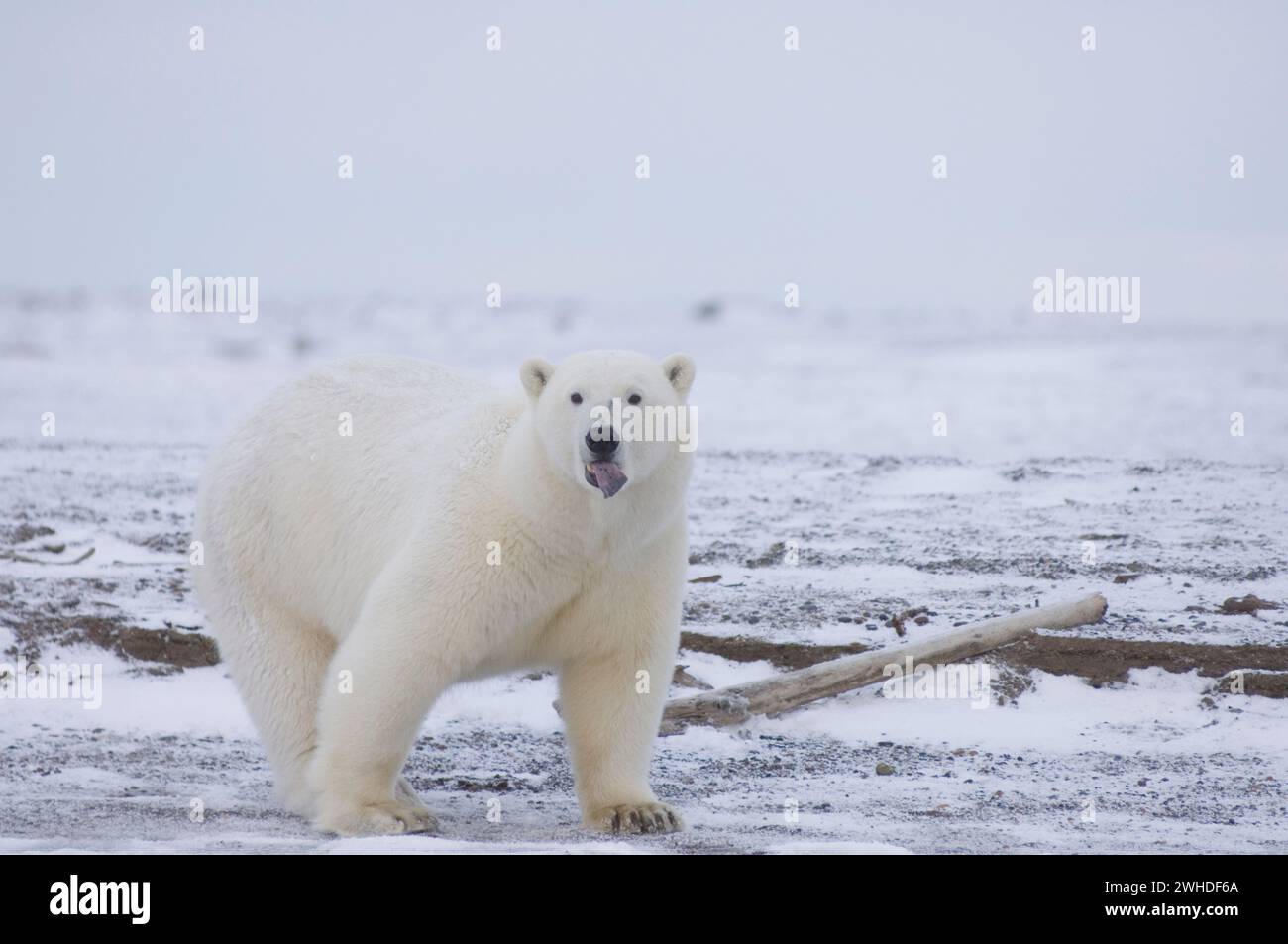 polar bear, Ursus maritimus, sow along a barrier island on the Arctic ...