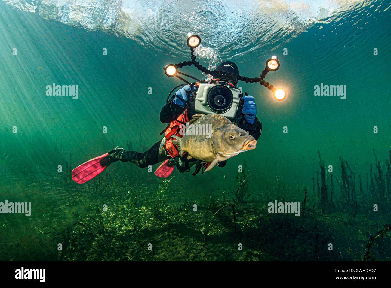 Diver carp freshwater fish hi-res stock photography and images - Alamy