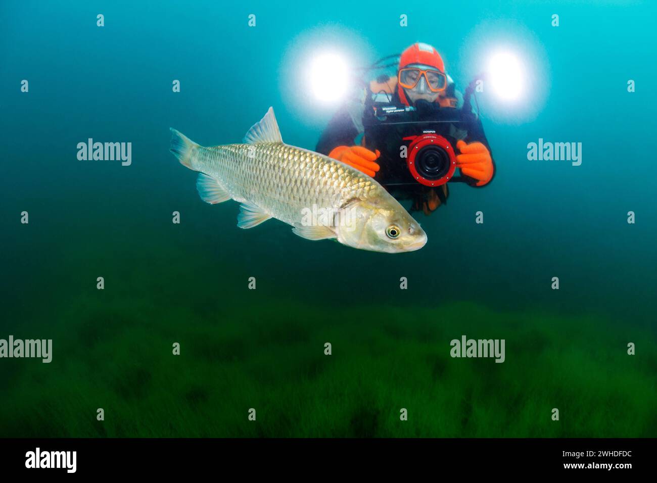 Diver photographs a chub with LED lights in a quarry pond Stock Photo ...