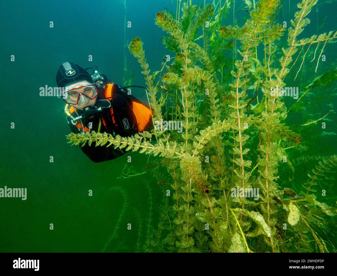 Freshwater aquatic plants in hi-res stock photography and images - Alamy