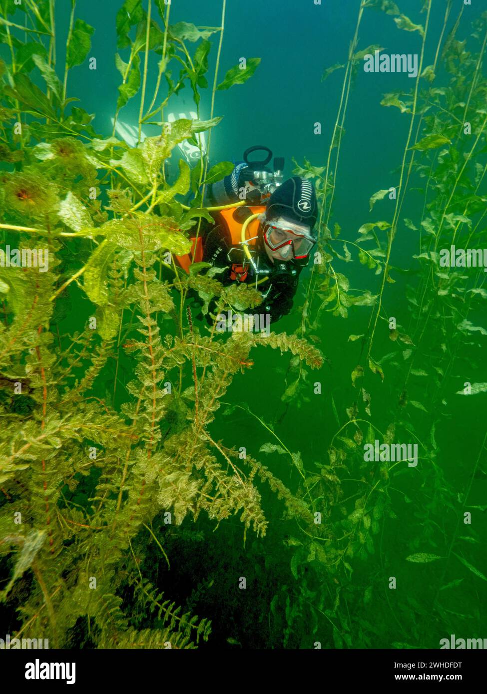 Diver swimming through aquatic plants in a lake Stock Photo - Alamy