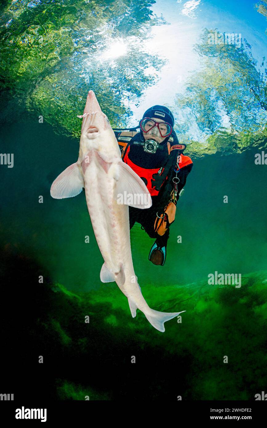 Albino fish hi-res stock photography and images - Alamy