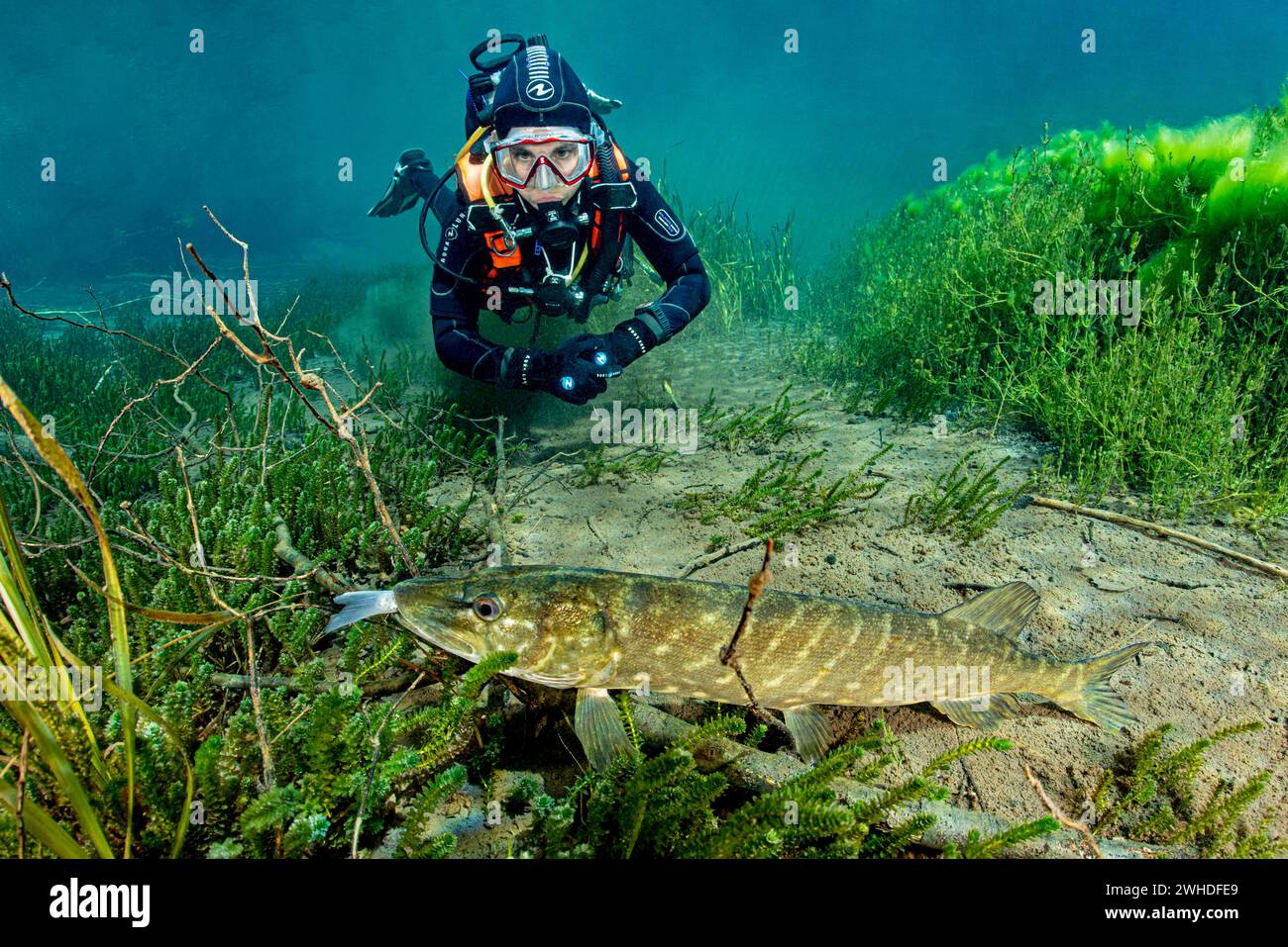 Pickerel fish hi-res stock photography and images - Alamy
