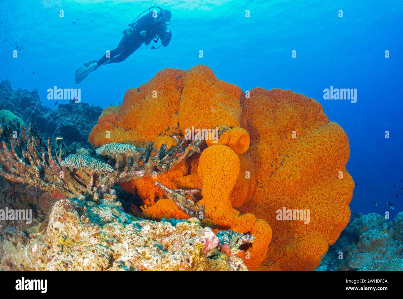 Diver looks at a giant sponge in papua new guinea hi-res stock ...
