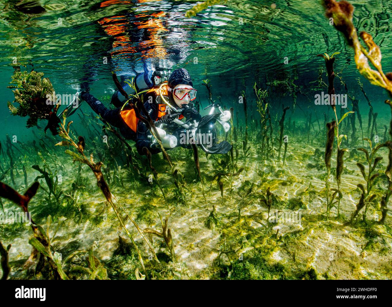 Diver swims with an underwater camera in a river tributary hi-res stock ...